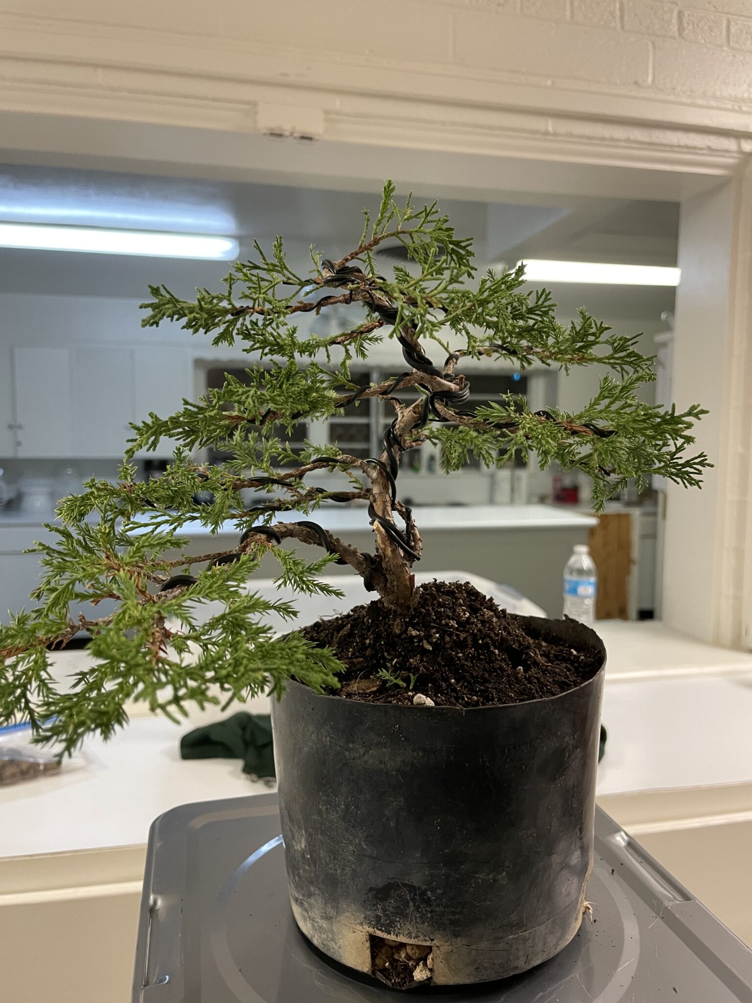 Home - Phoenix Bonsai Society