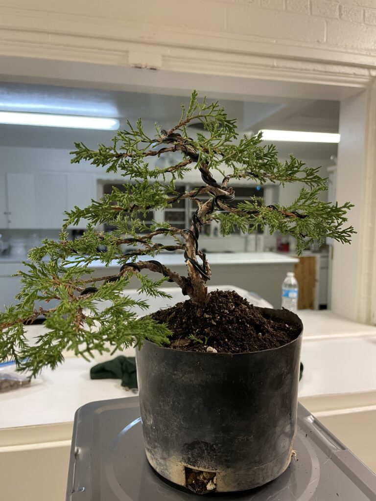 Home - Phoenix Bonsai Society