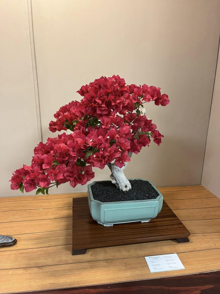 Home - Phoenix Bonsai Society